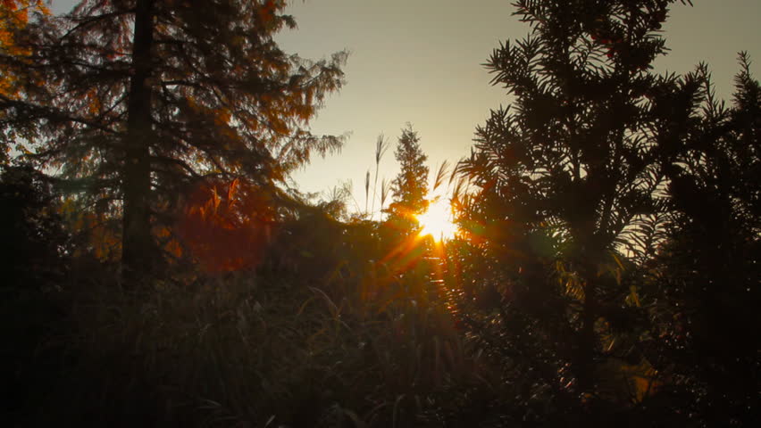 sunset japanese garden forest Stock Footage Video (100% Royalty-free ...