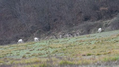 Three White Deer Together Ultra Rare Stock Footage Video (100% Royalty ...