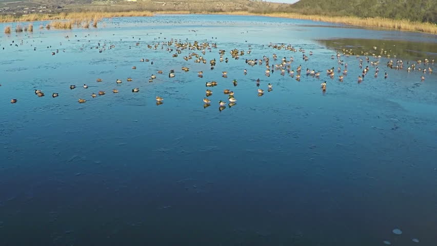 Aerial View of Flying Ducks Stock Footage Video (100% Royalty-free ...