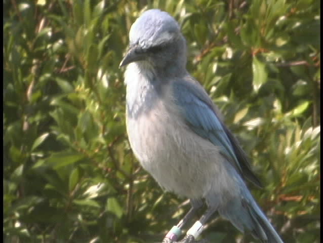 Free Birds Tuff Puffs