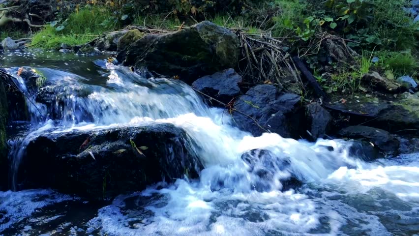 water flows through river forest Stock Footage Video (100% Royalty-free ...