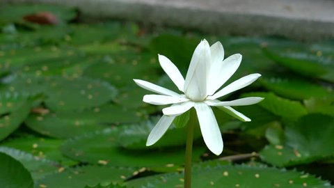 Beautiful White Flowers Called Pichcha Flower Stock Photo 1860326407 ...