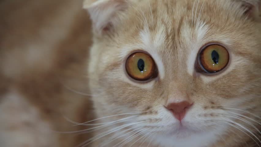 beautiful ginger cat moving his eyes Stock Footage Video (100% Royalty ...