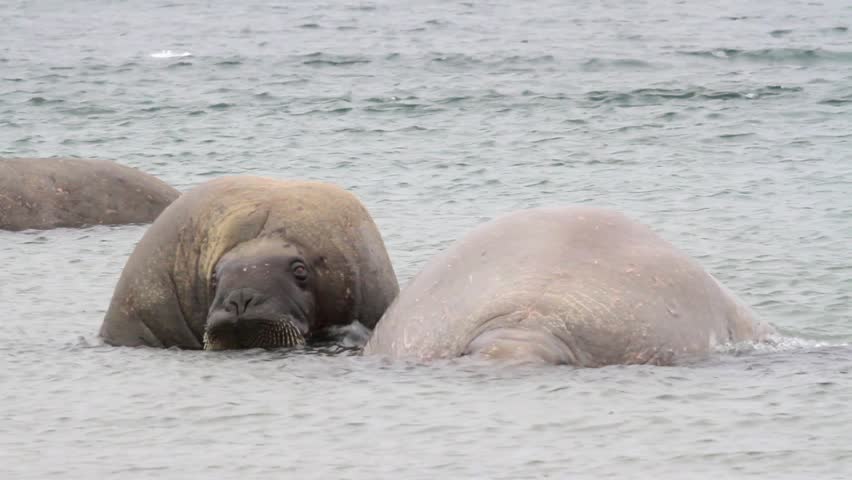 Walrus in the Water of Stock Footage Video (100% Royalty-free) 14028812 ...