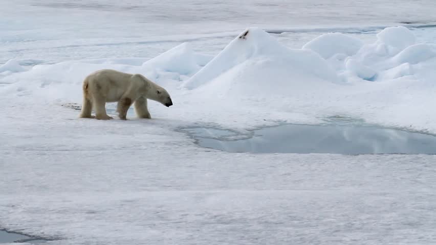 polar bear feeding seal eating on Stock Footage Video (100% Royalty ...