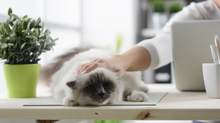Happy Cat Owner Working at Stock Footage Video (100% Royalty-free ...