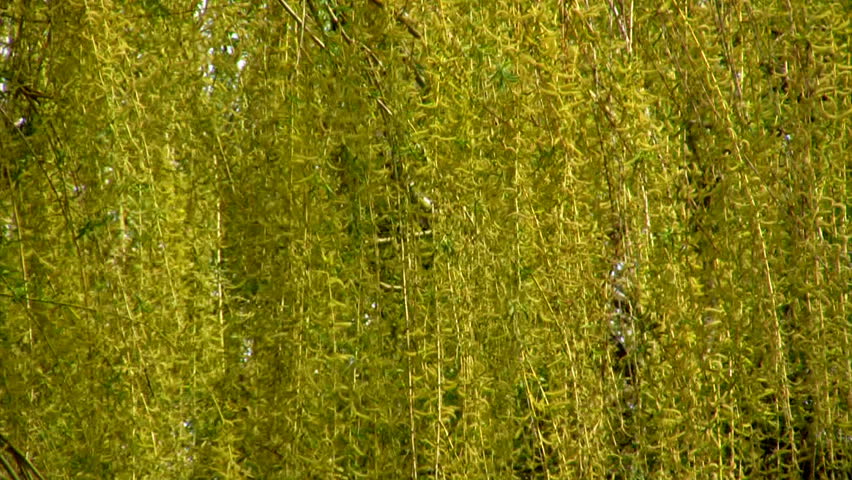 Long Hanging Light Green Tree Stock Footage Video (100% Royalty-free ...