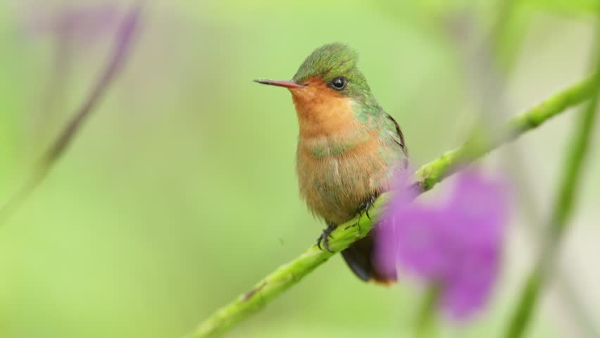 Tufted Coquette, Colorful Hummingbird Female Stock Footage Video (100% ...