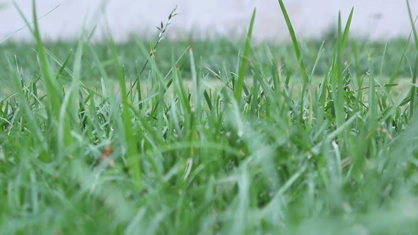 low angle hd footage grass lawn Stock Footage Video (100% Royalty-free ...