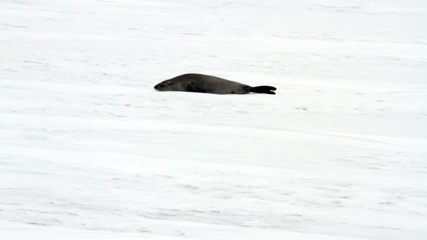 seal moving across fast ice expanse Stock Footage Video (100% Royalty ...