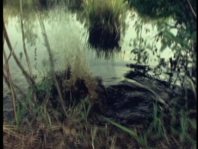 An Alligator Emerges from a Stock Footage Video (100% Royalty-free ...