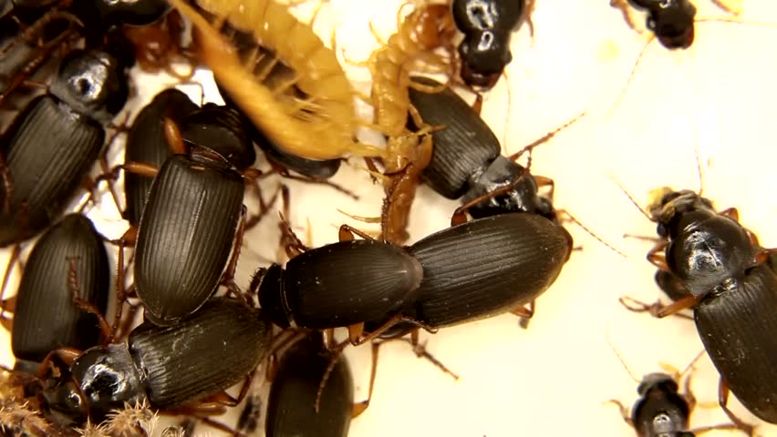 black yellow grey insects fighting isolated Stock Footage Video (100% ...