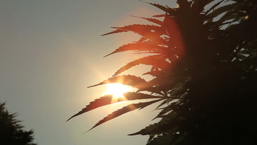 Morning Sun Between Marijuana Leaves Stock Footage Video (100% Royalty ...