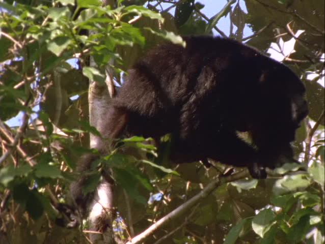 A Howler Monkey Calls from Stock Footage Video (100% Royalty-free ...