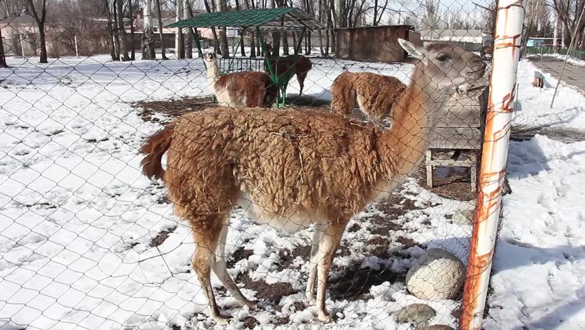 adult llama zoo biting mesh fence Stock Footage Video (100% Royalty ...