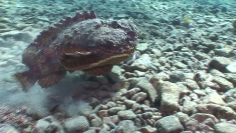 Stone Fish Red Sea Camouflage Stonefish Stock Footage Video (100% ...