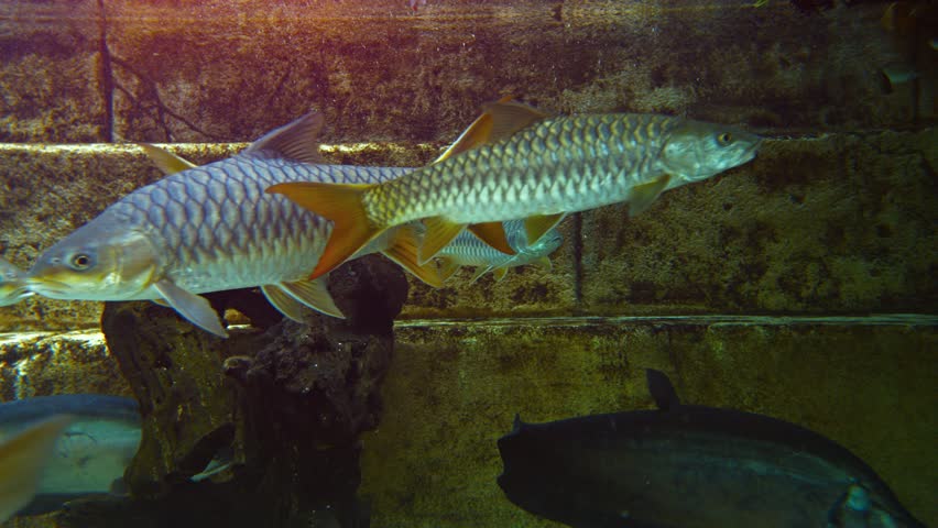 large shiny tropical fish swim around Stock Footage Video (100% Royalty ...