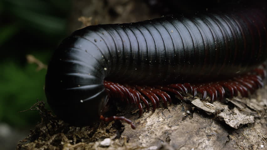 Giant African Millipede image - Free stock photo - Public Domain photo ...