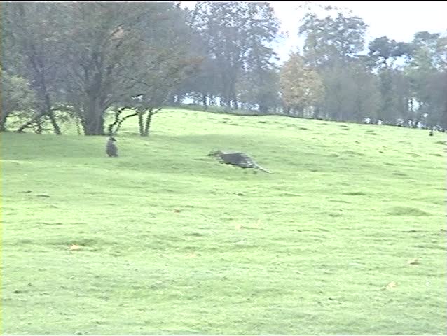 wallaby running across field Stock Footage Video (100% Royalty-free ...