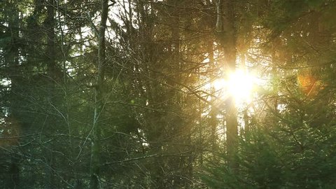 Magical Sun Light Rays Flare Windy Stock Footage Video (100% Royalty ...