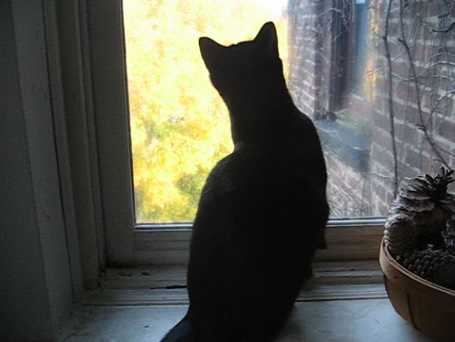 black cat window Stock Footage Video (100% Royalty-free) 14316 ...