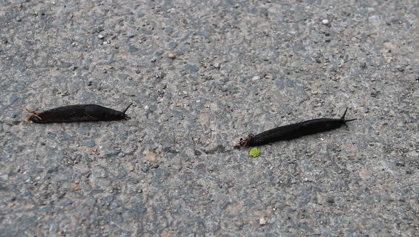 two little slugs Stock Footage Video (100% Royalty-free) 14322643 ...
