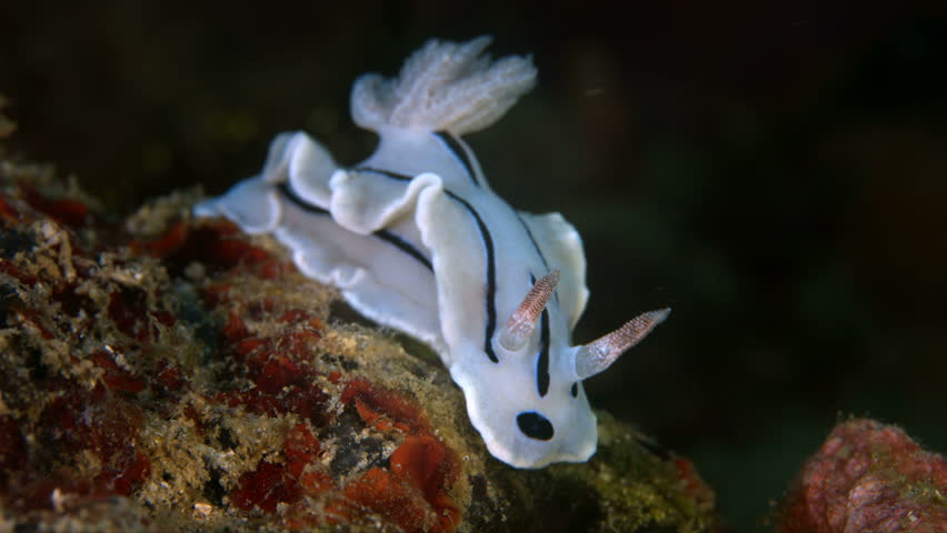 Dorid Nudibranch. Chromodorididae, Chromodoris Willani. Stock Footage ...