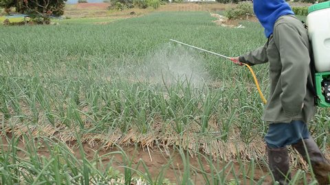 Farmer Spraying Pesticide Onion Field Thailand Stock Footage Video (100 ...