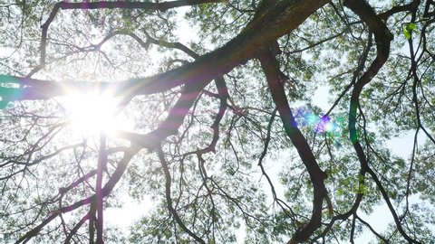 Big Mimosa Tree Sunlight Slider Scene Stock Footage Video (100% Royalty ...