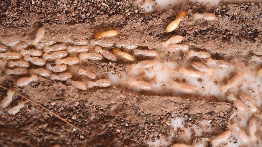 Close up of Termites or Stock Footage Video (100% Royalty-free ...
