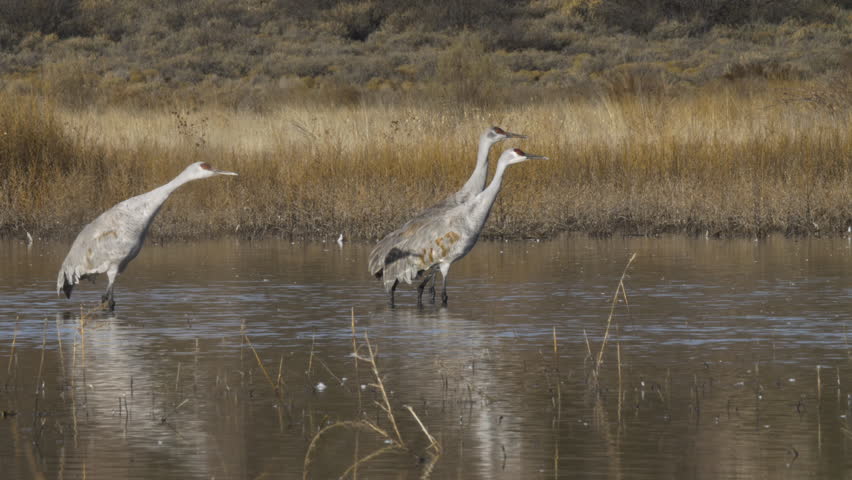 Sandhill Crane wading in the Marsh image - Free stock photo - Public ...
