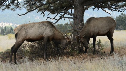 Two Playful Bull Elks Close View Stock Footage Video (100% Royalty-free ...