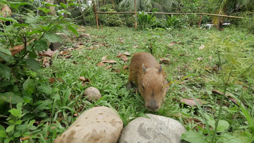 Capybara in the Amazonian Jungle : vidéo de stock (100 % libre de droit ...