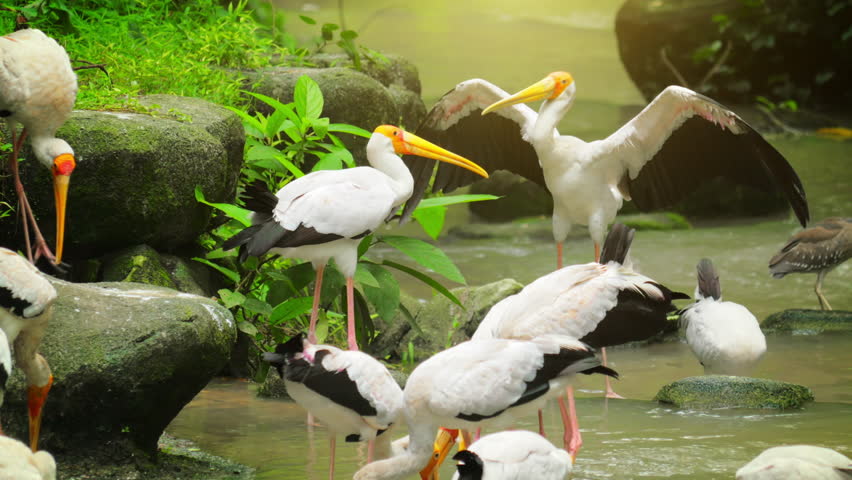 flock african wading birds yellow-billed storks Stock Footage Video ...