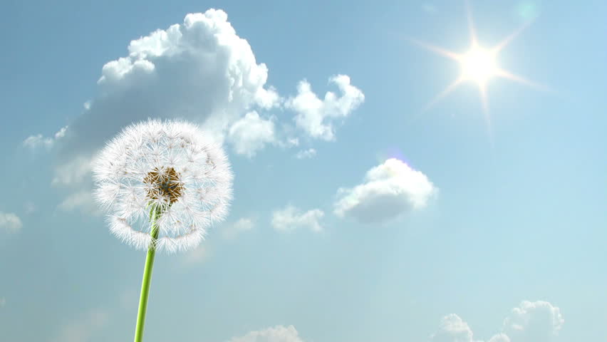Dandelion, 3d Animation On Time-lapsed Stock Footage Video (100% ...