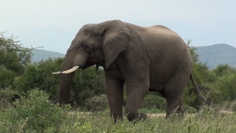 Un elefante macho apareándose con una: video de stock (totalmente libre ...