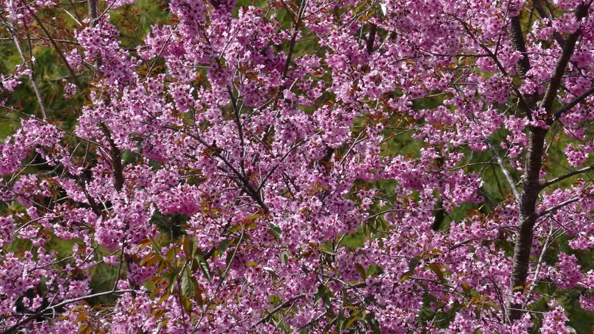 wild himalayan cherry tree sour prunus Stock Footage Video (100% ...