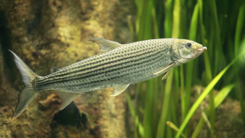 African Tiger Fish Toothy Predatory Stock Footage Video (100% Royalty ...