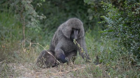 Puma Hiding Grass Torres Del Paine Stock Photo 1157343733 | Shutterstock