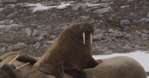 Walrus Scratching Self On Beach Flipper Stock Footage Video (100% ...