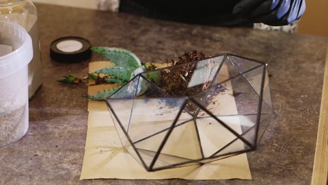 Making Florarium Closeup Stock Footage Video (100% Royalty-free ...