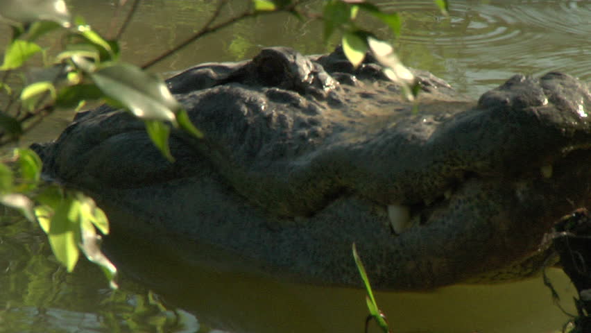 aggressive alligator snaps jaw Stock Footage Video (100% Royalty-free ...