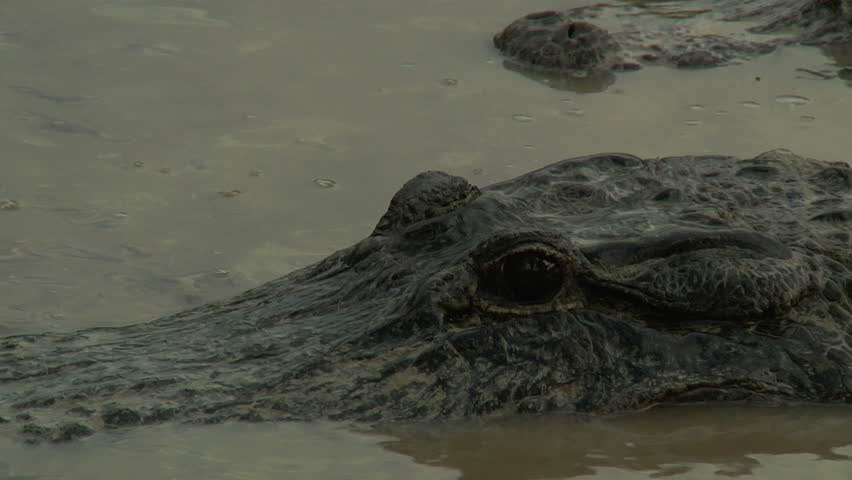 cu alligator dipping out water Stock Footage Video (100% Royalty-free ...