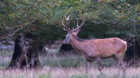 Deer Singular Plural Ruminant Mammals Forming Stock Photo 1104722639 ...