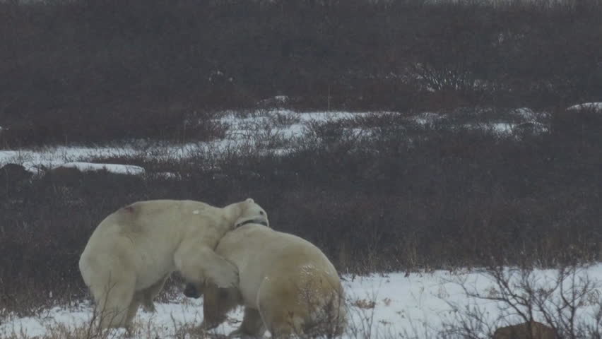 large male bear wound on back Stock Footage Video (100% Royalty-free ...