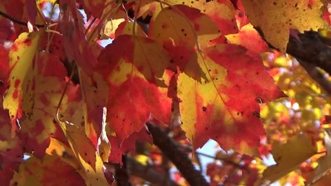 Yellow Red Maple Leaves Forest Beautiful Stock Photo 315674453 ...