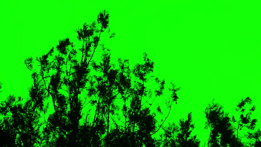 Silhouette Bushes Green Screen Stock Footage Video (100% Royalty-free ...