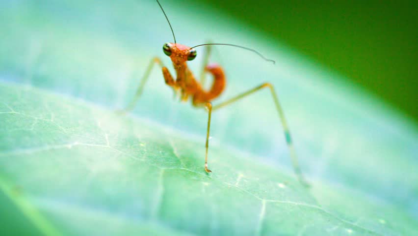 Tiny Juvenile Praying Mantis Grooming Stock Footage Video 100 Royalty Free 14602027
