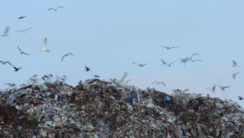 trash garbage description seagulls on landfill Stock Footage Video (100 ...