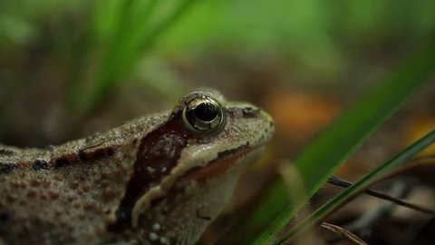 Rio Faisanes Stubfoot Toad Atelopus Coynei Stock Footage Video (100% ...